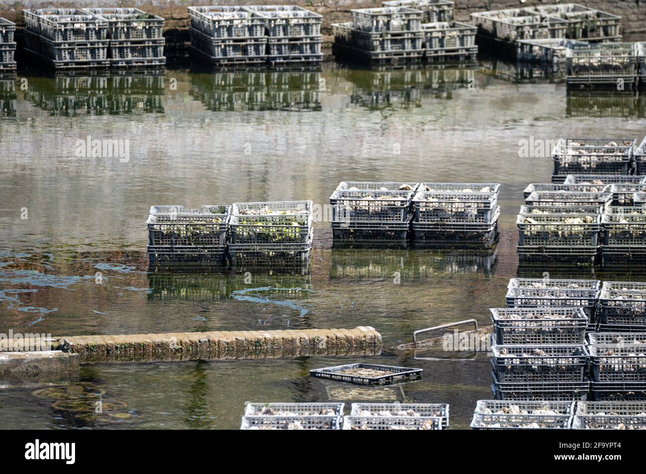 Oysters growing systems, keeping oysters in concrete oyster pits, where ...