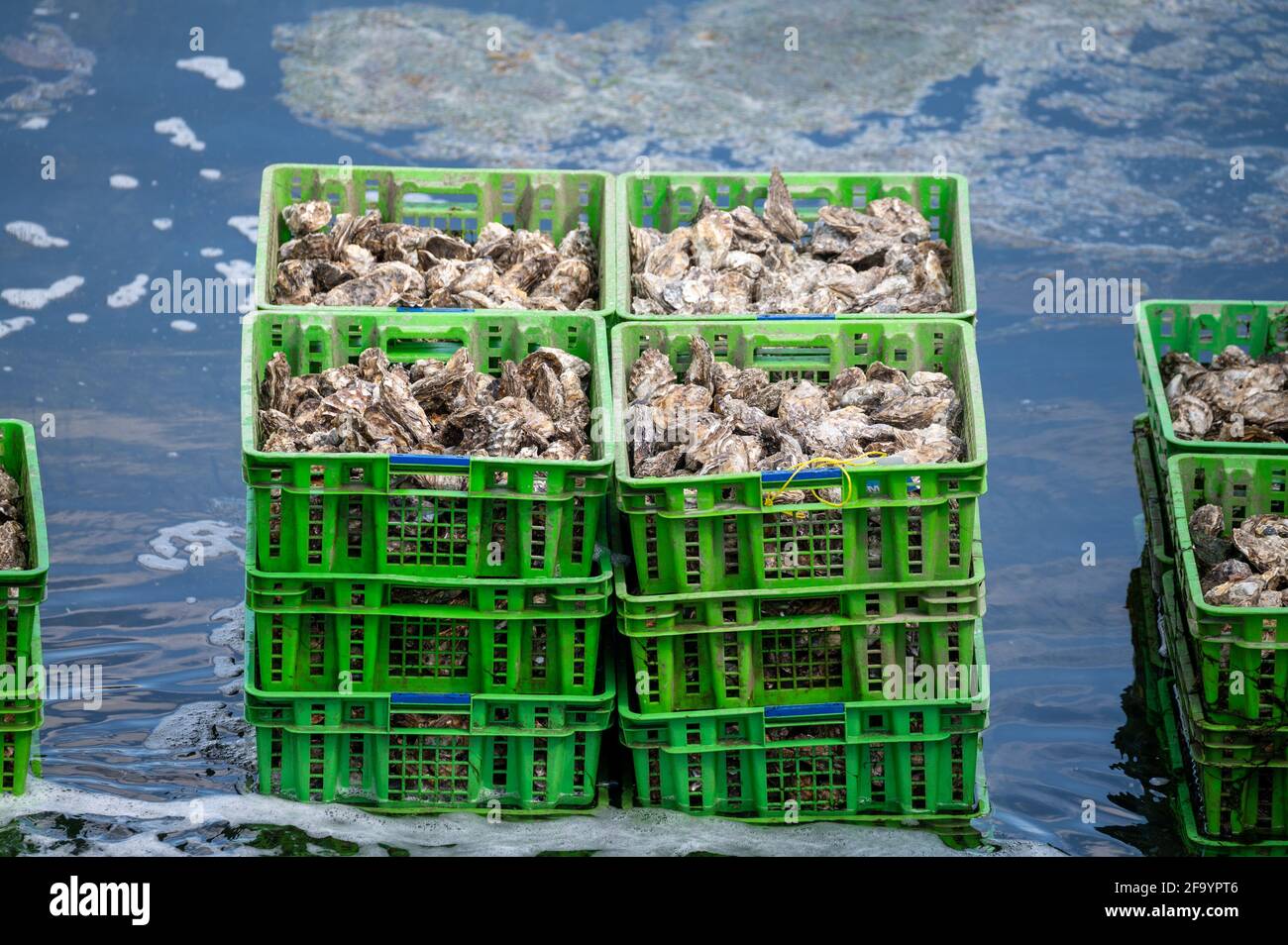 Oysters growing systems, keeping oysters in concrete oyster pits, where ...