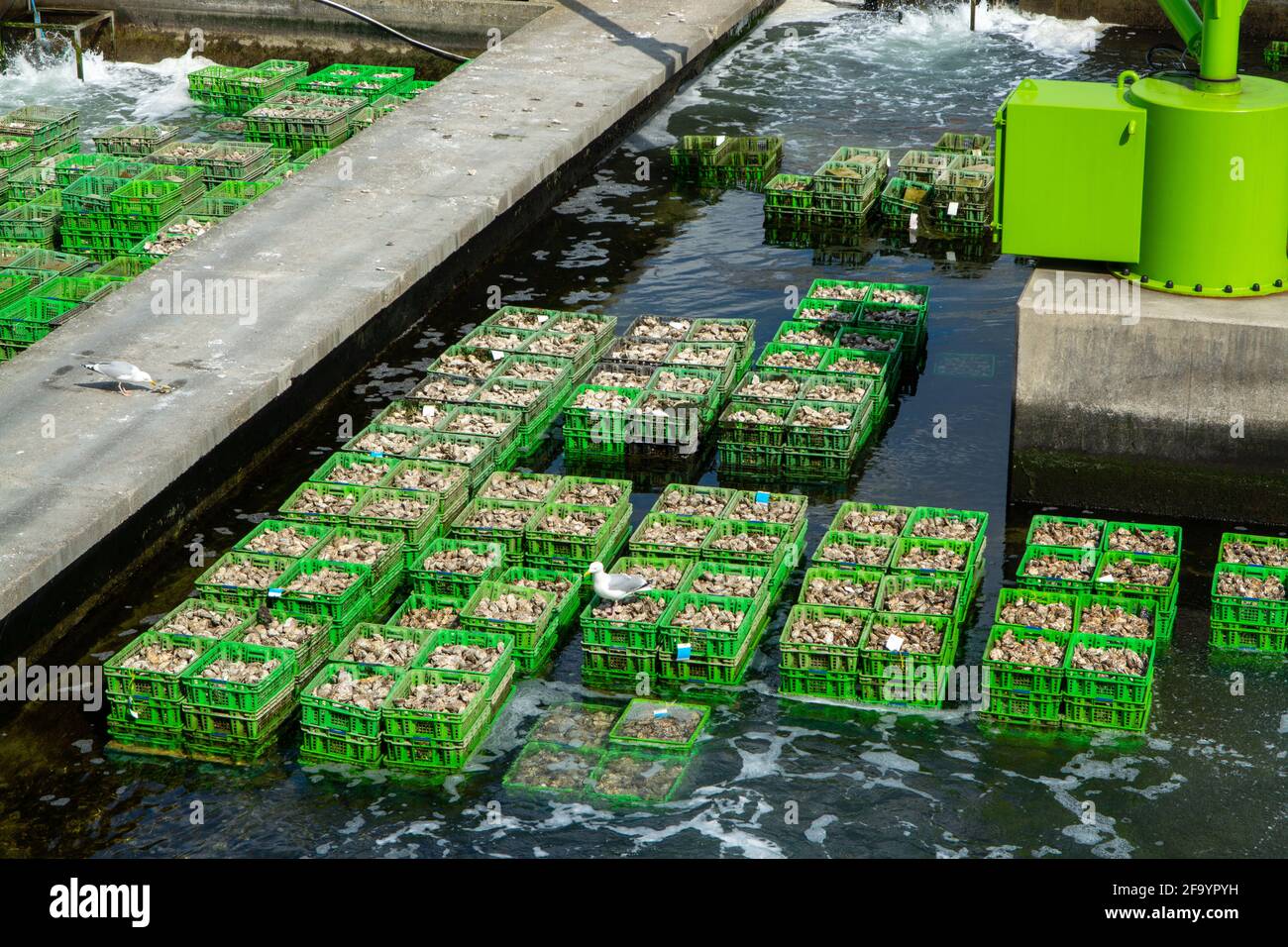 Oysters growing systems, keeping oysters in concrete oyster pits, where ...