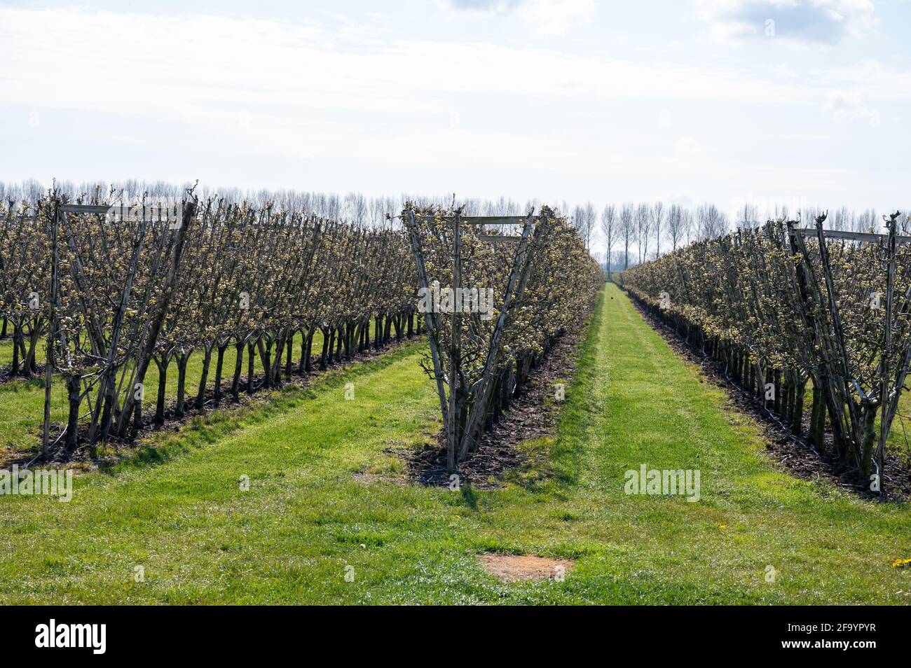 Cultivation of pear fruits on Dutch orchards, spring white blossom of ...