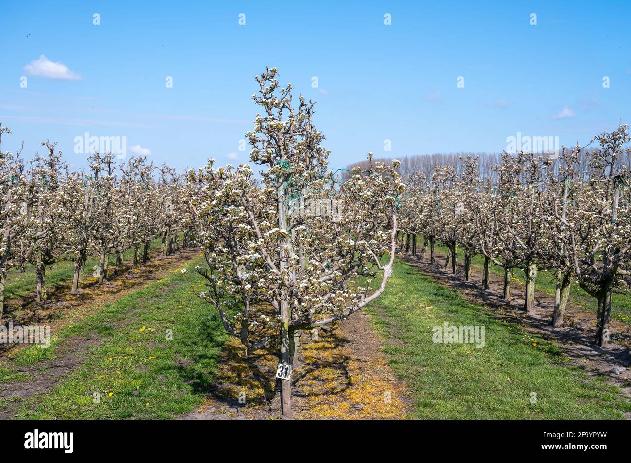 Cultivation of pear fruits on Dutch orchards, spring white blossom of ...