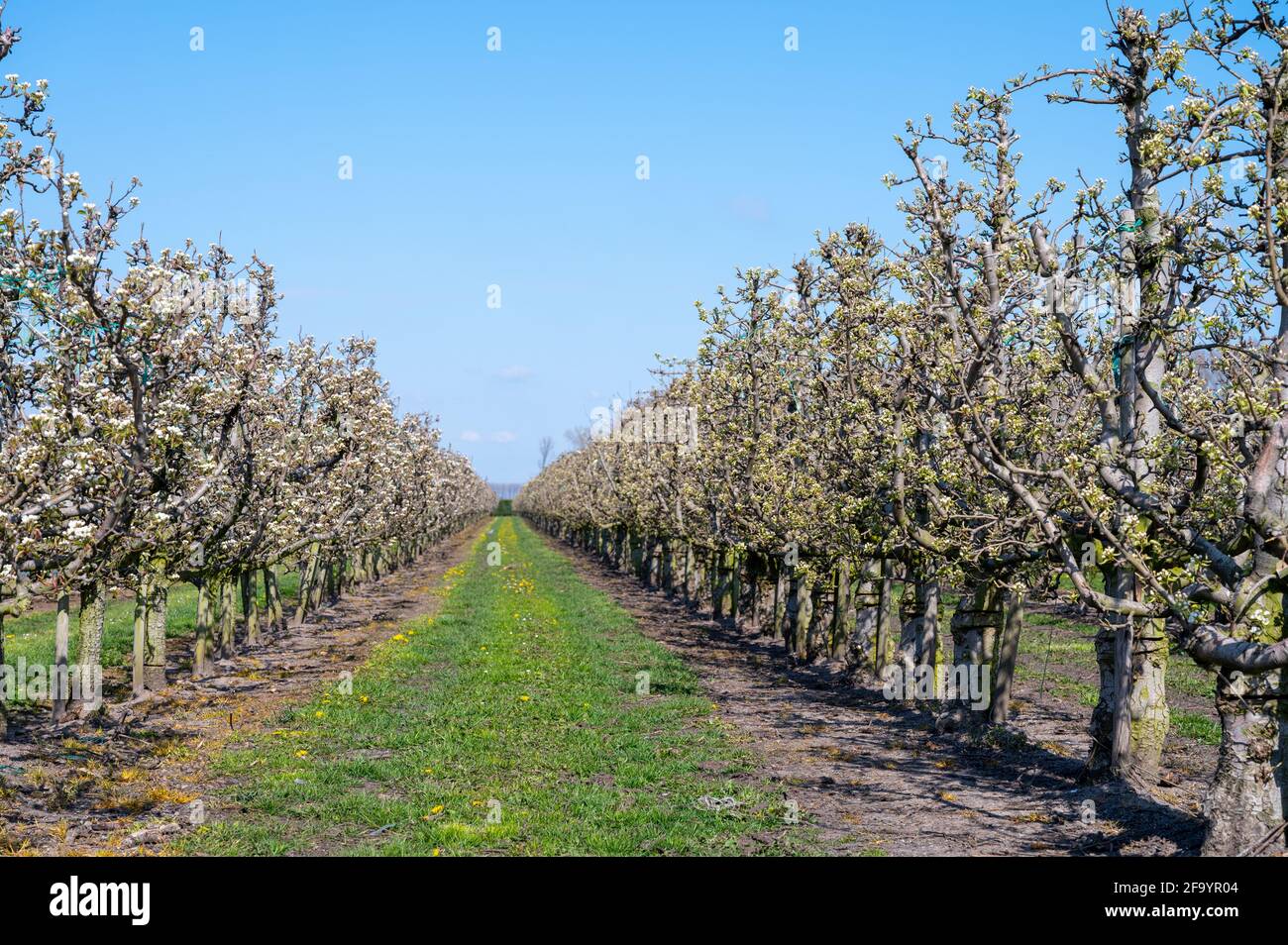 Cultivation of pear fruits on Dutch orchards, spring white blossom of ...