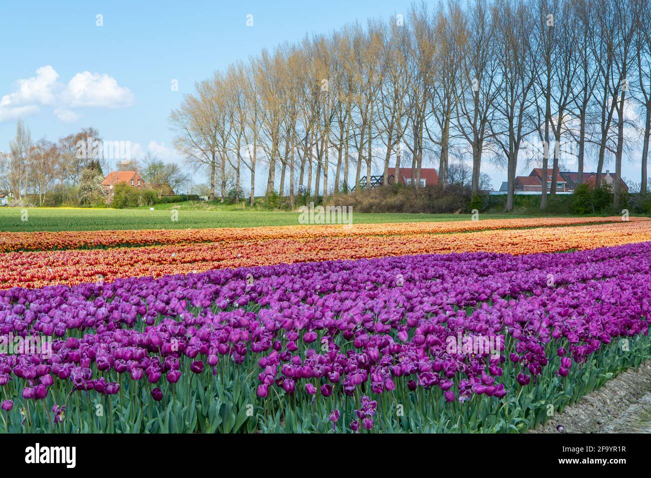 Tulips bulbs production in Netherlands, colorful spring fields with ...