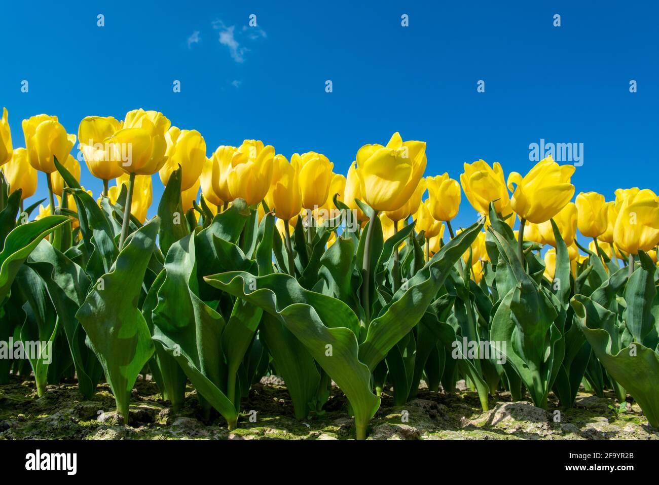 Tulips bulbs production in Netherlands, colorful spring fields with ...