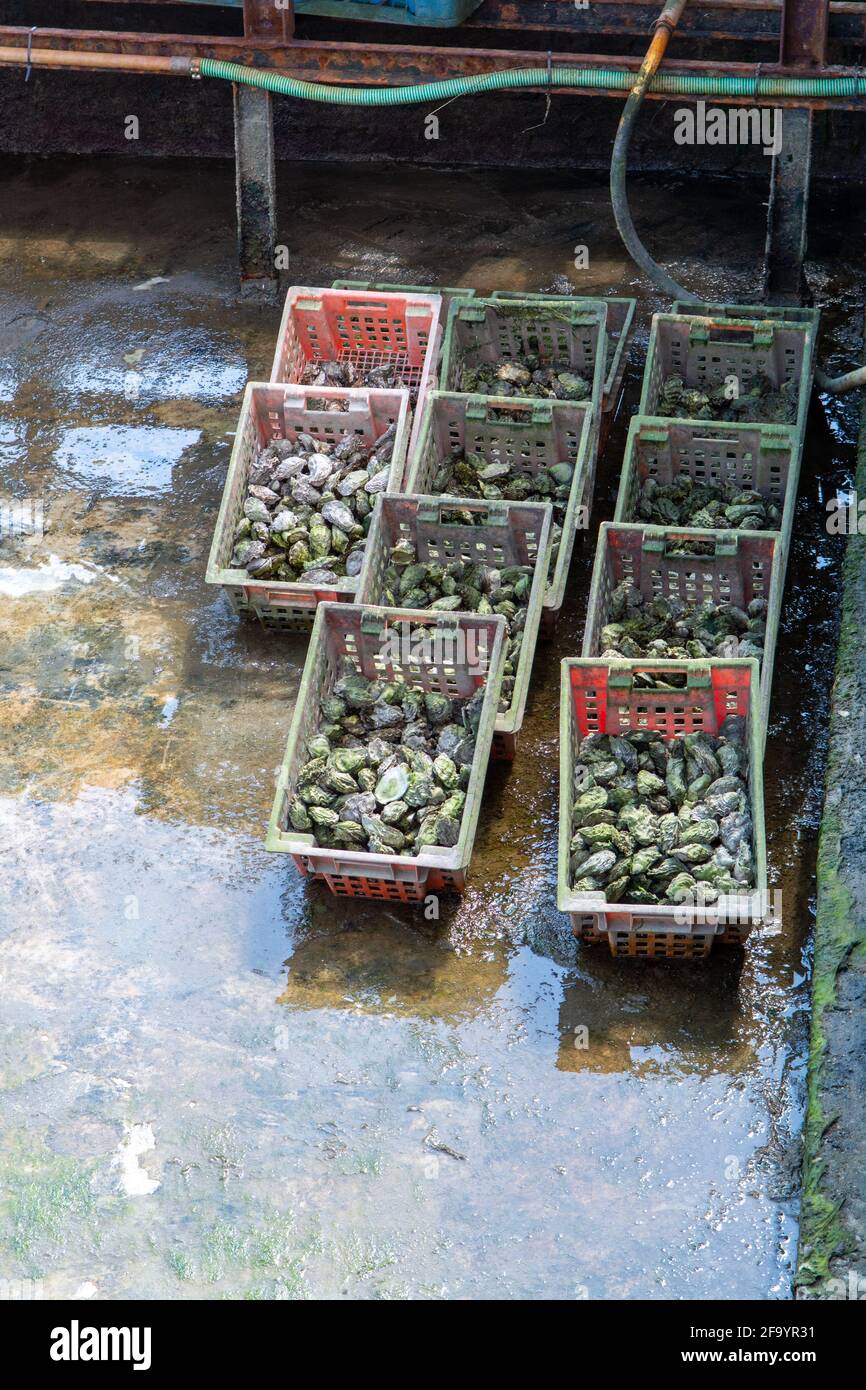 Oysters growing systems, keeping oysters in concrete oyster pits, where ...