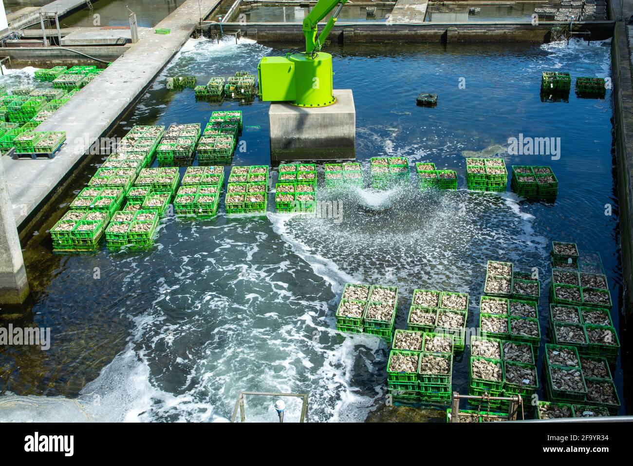 Oysters growing systems, keeping oysters in concrete oyster pits, where ...
