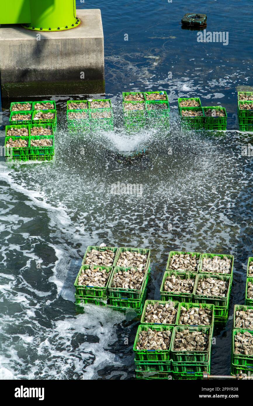 Oysters growing systems, keeping oysters in concrete oyster pits, where ...