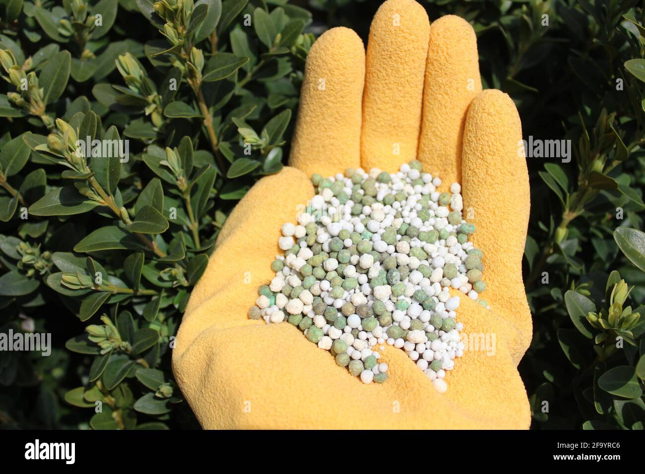 Box wood tree fertilizer hi-res stock photography and images - Alamy