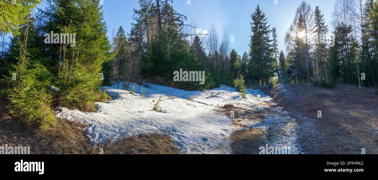 spring landscape with melting snow in a coniferous forest rays of the ...