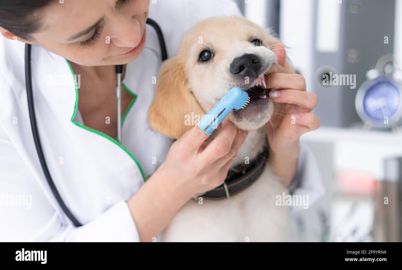 Vet cleaning dog teeth by finger brush Stock Photo - Alamy