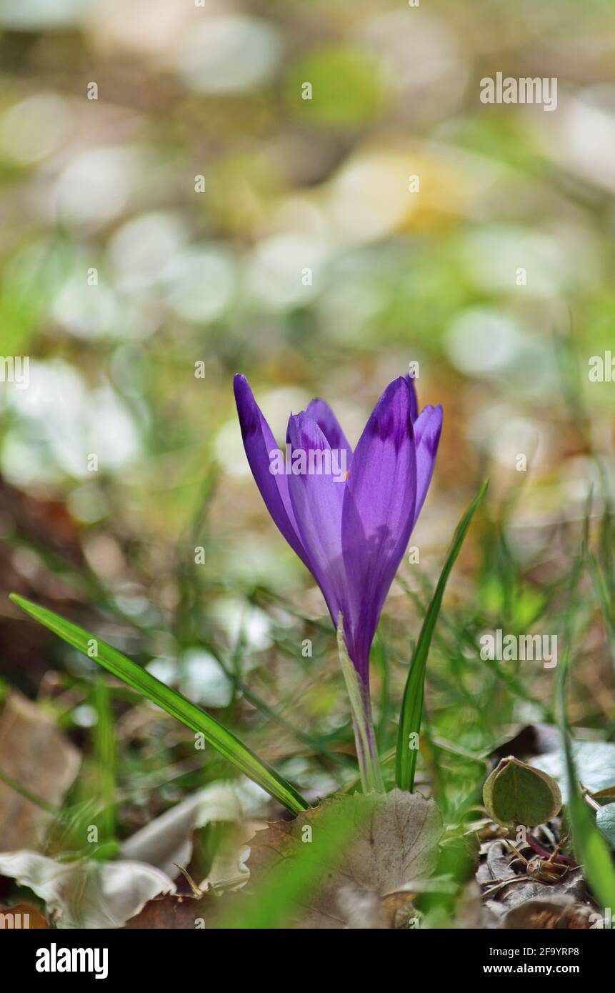 Purple crocus flower garden hi-res stock photography and images - Alamy