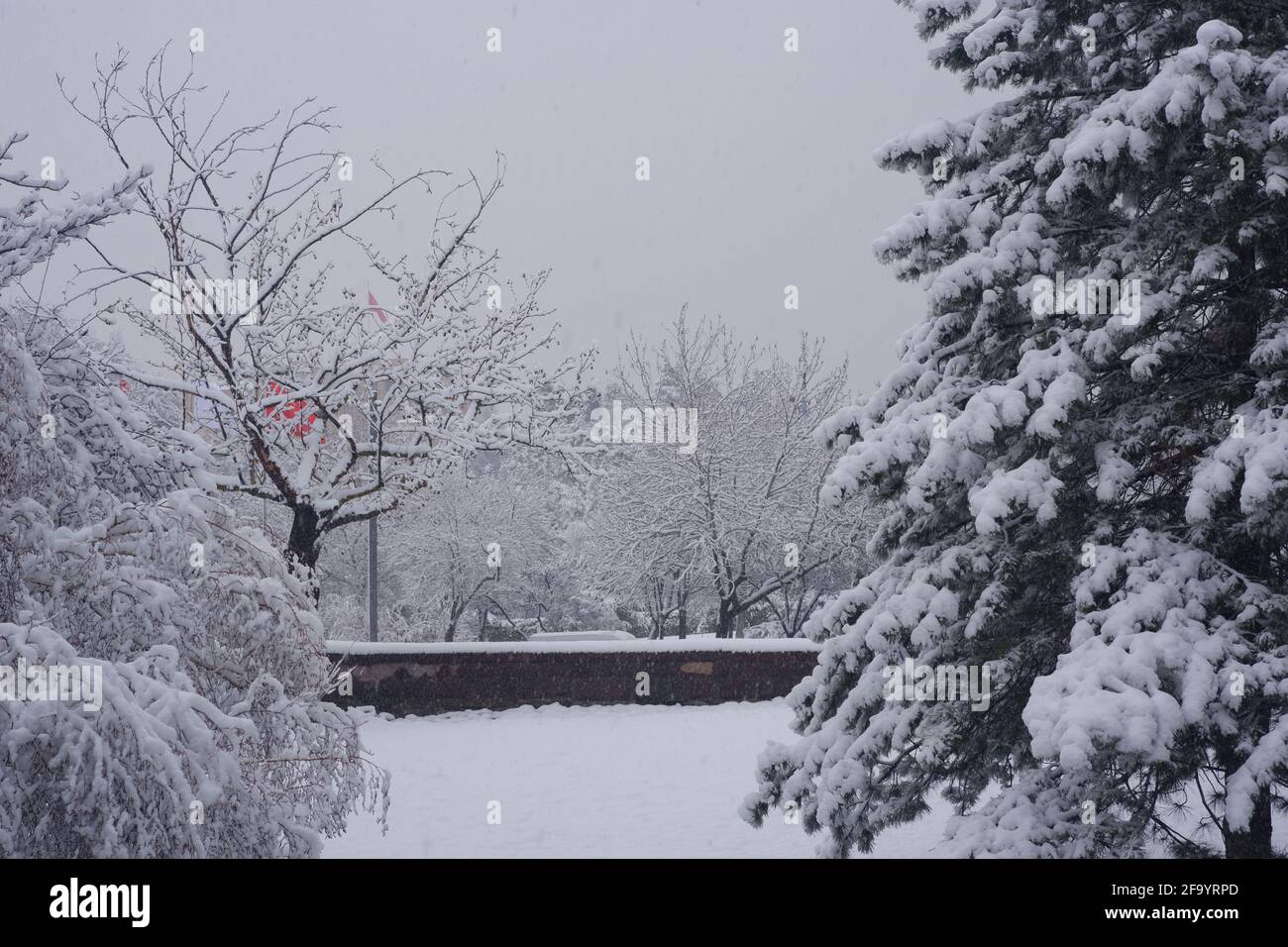 Snowy spring landscape trees hi-res stock photography and images - Alamy