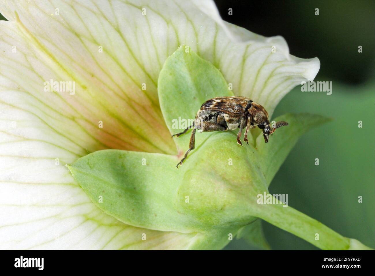 Bruchus pisorum - pea weevil, pea beetle and pea seed beetle. It is a ...