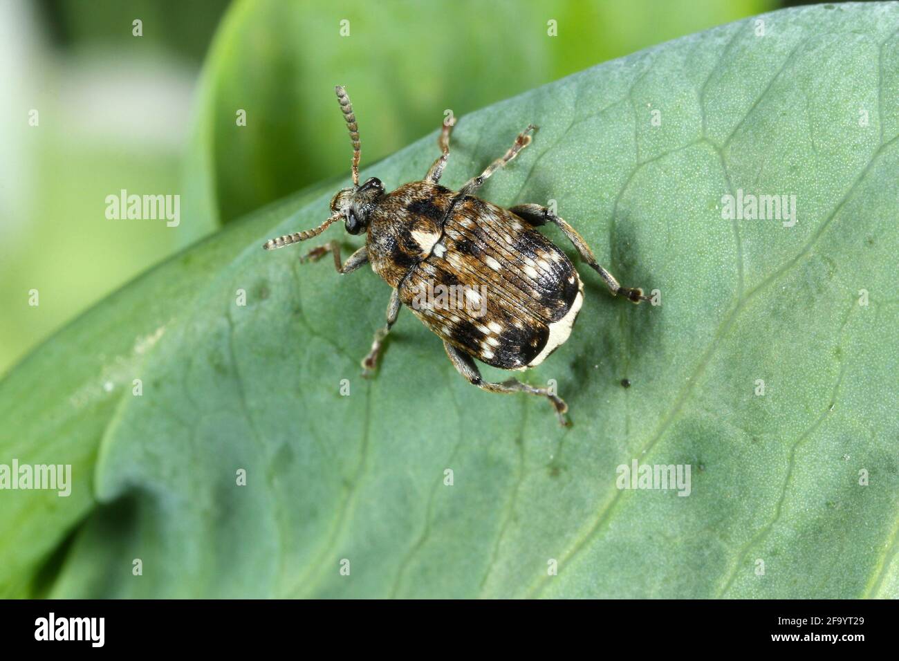 Bruchus pisorum - pea weevil, pea beetle and pea seed beetle. It is a species of leaf beetle in ...