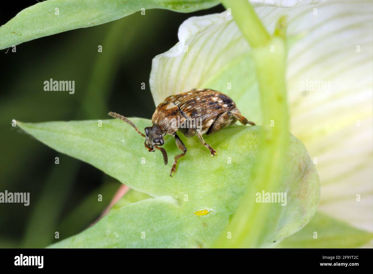 Bruchus pisorum - pea weevil, pea beetle and pea seed beetle. It is a ...