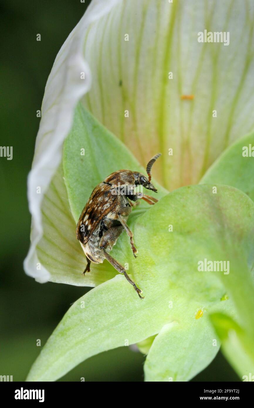 Bruchus pisorum - pea weevil, pea beetle and pea seed beetle. It is a ...