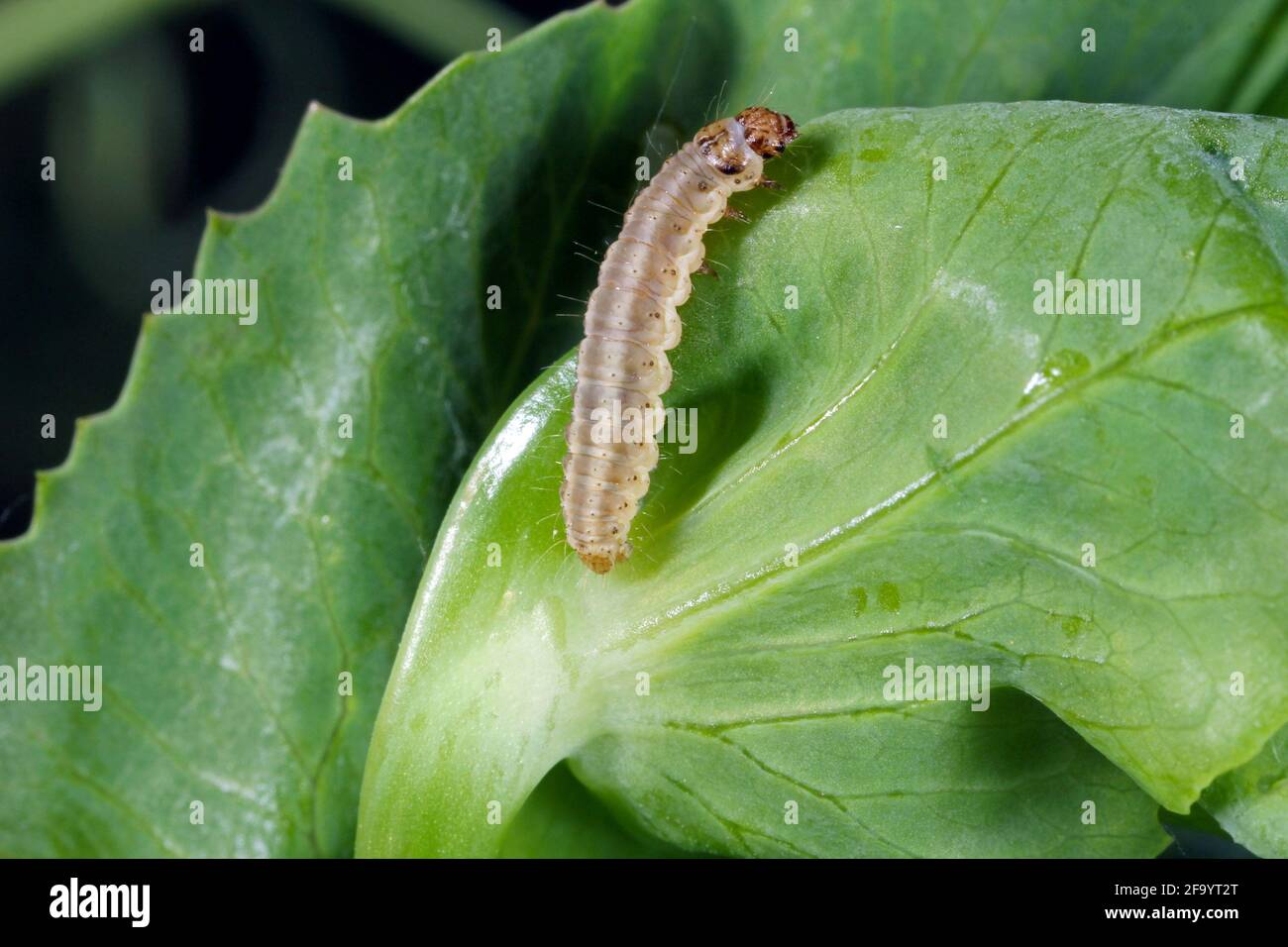 Caterpillar of Cydia nigricana the pea moth, is a moth of the family ...
