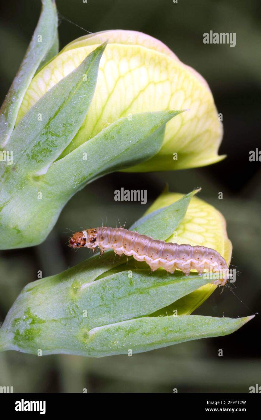 Caterpillar of Cydia nigricana the pea moth, is a moth of the family ...