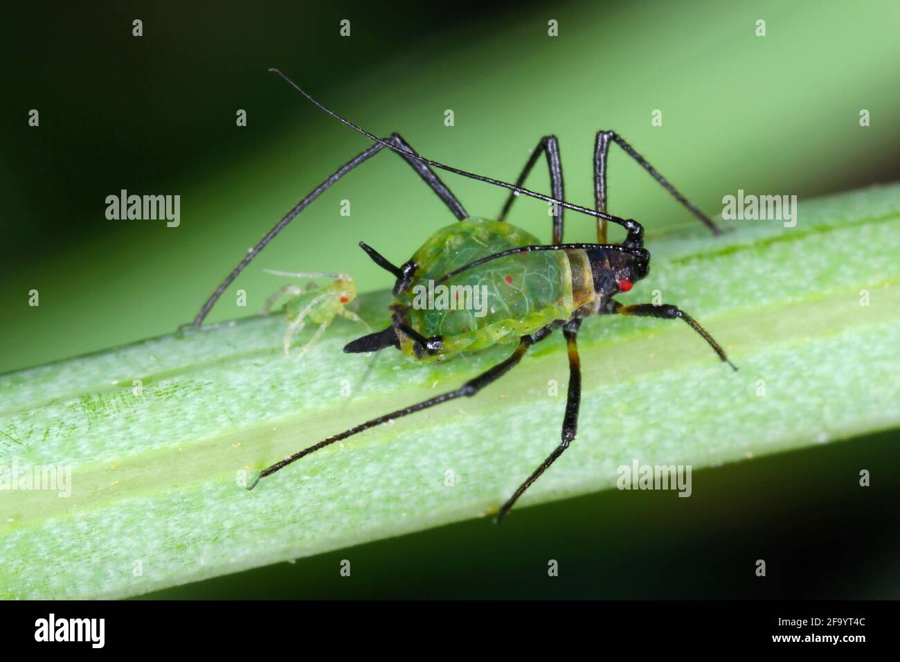 Nymph pea aphids hi-res stock photography and images - Alamy