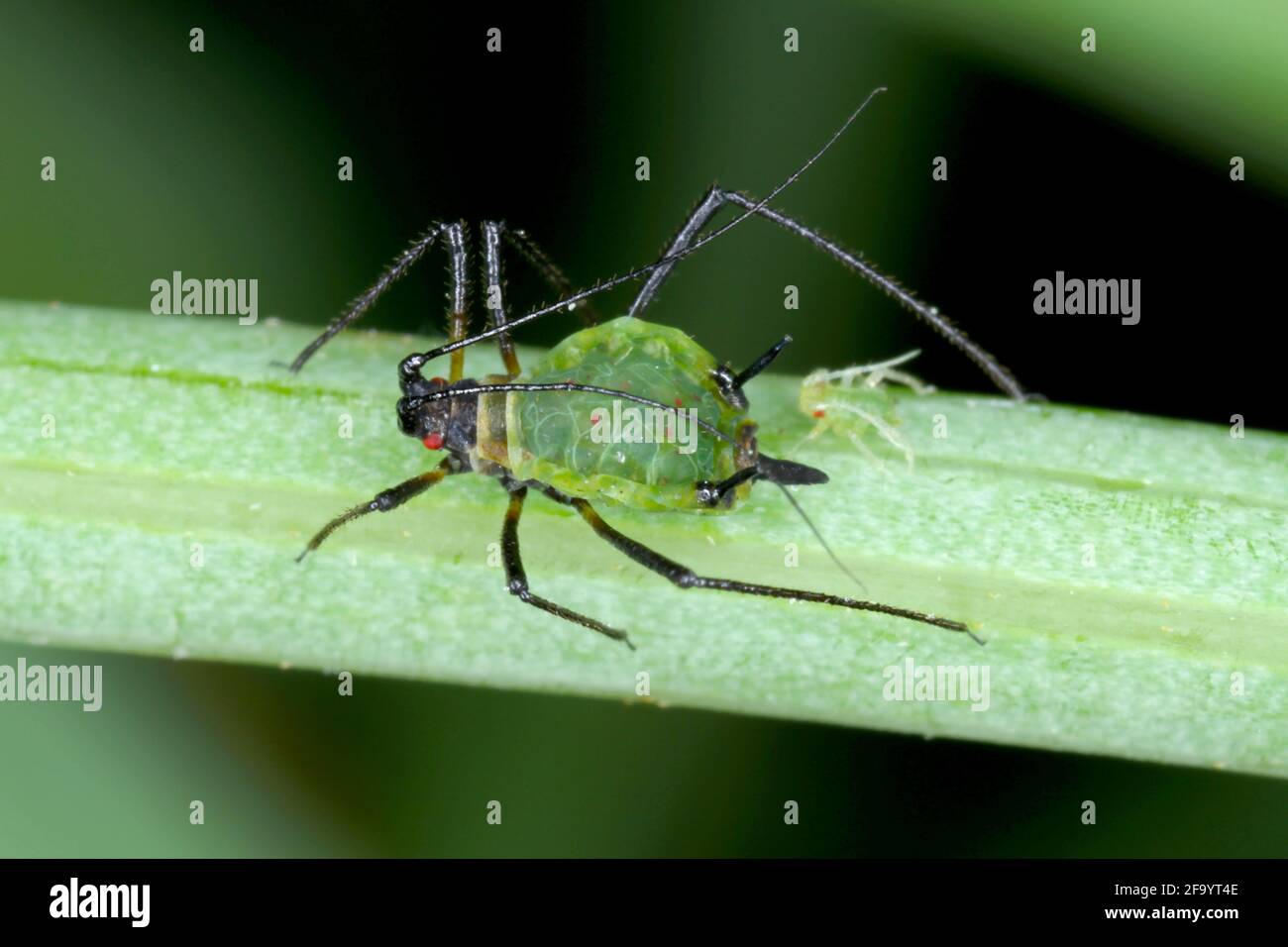 Aphid on a leaf with a freshly born aphid and visible red eyes of young ...