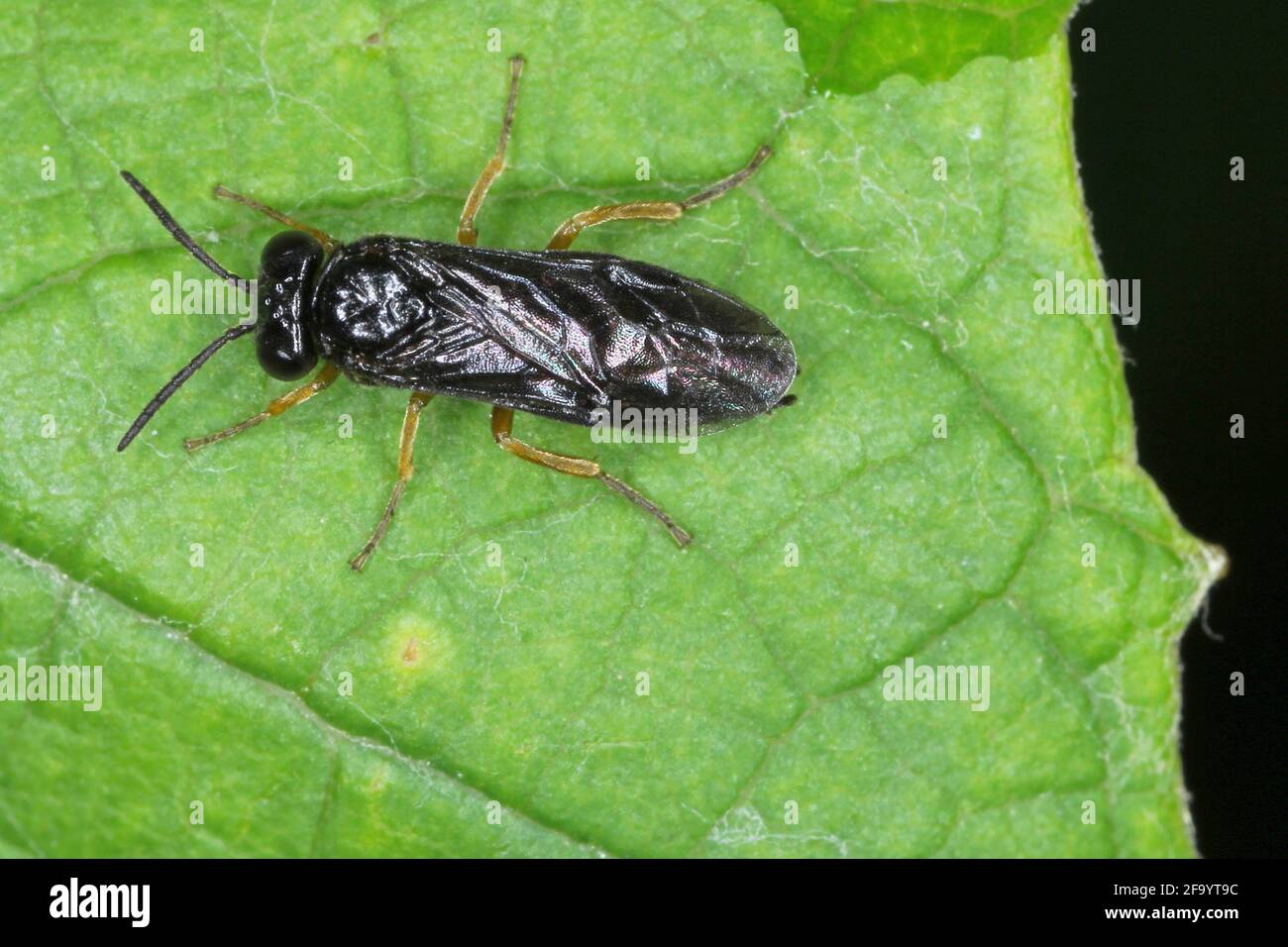 Pear and cherry slugs (Caliroa cerasi) is a f sawfly of the family ...