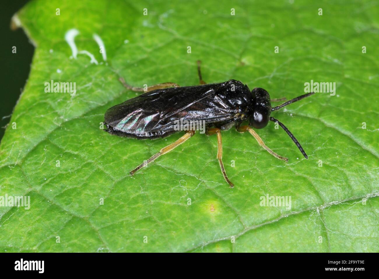 Pear and cherry slugs (Caliroa cerasi) is a f sawfly of the family ...