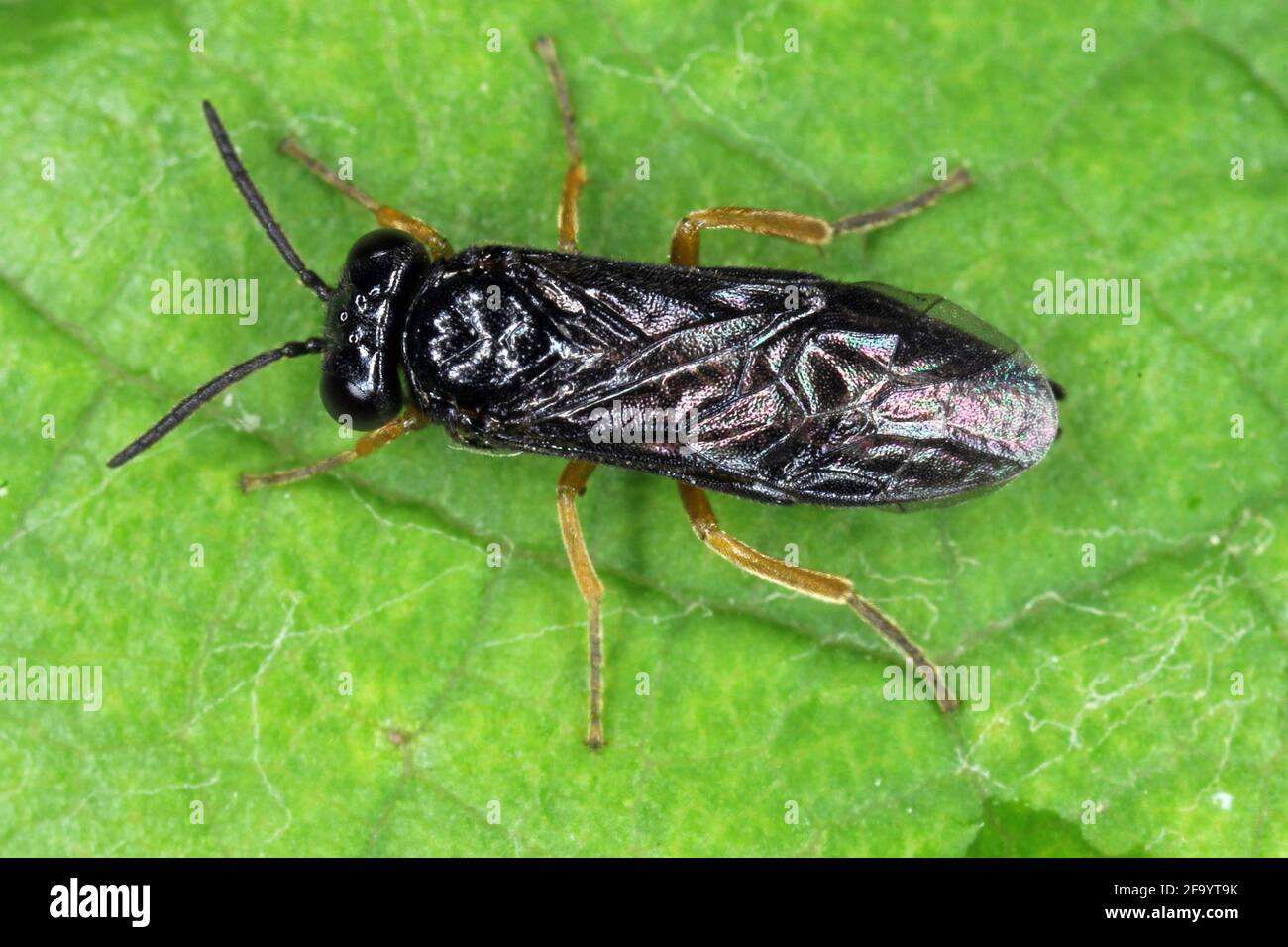 Cherry slug sawfly hi-res stock photography and images - Alamy