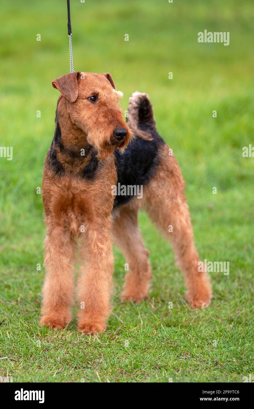 Airedale grooming hi-res stock photography and images - Alamy