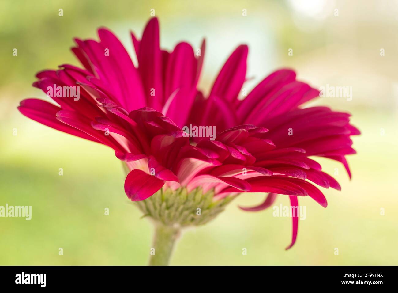 Gerbera flower arrangement hi-res stock photography and images - Alamy