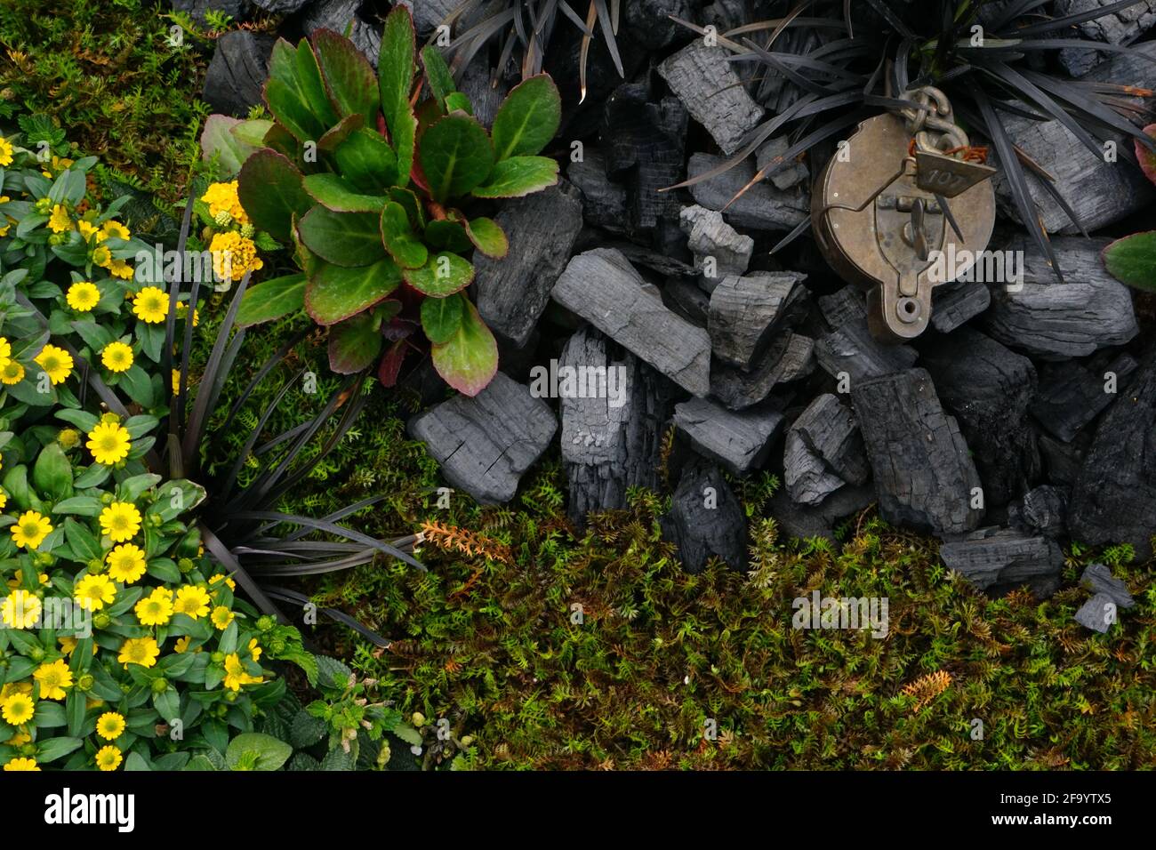 Selective focus shot of doronicum flowers, badan, ophiopogon plants ...