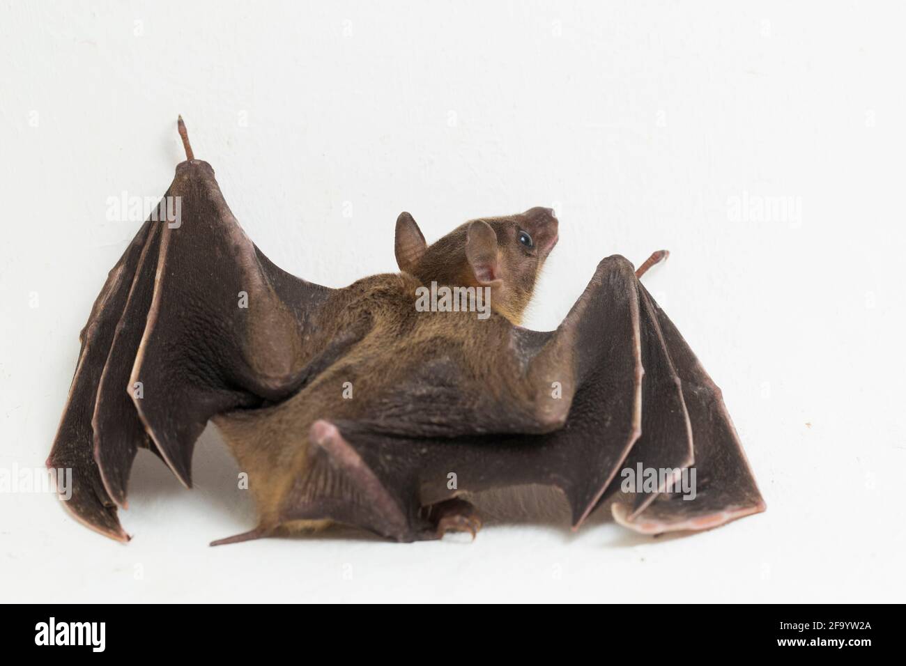 Indonesian Short-nosed Fruit Bat Cynopterus titthaecheilus isolated on ...