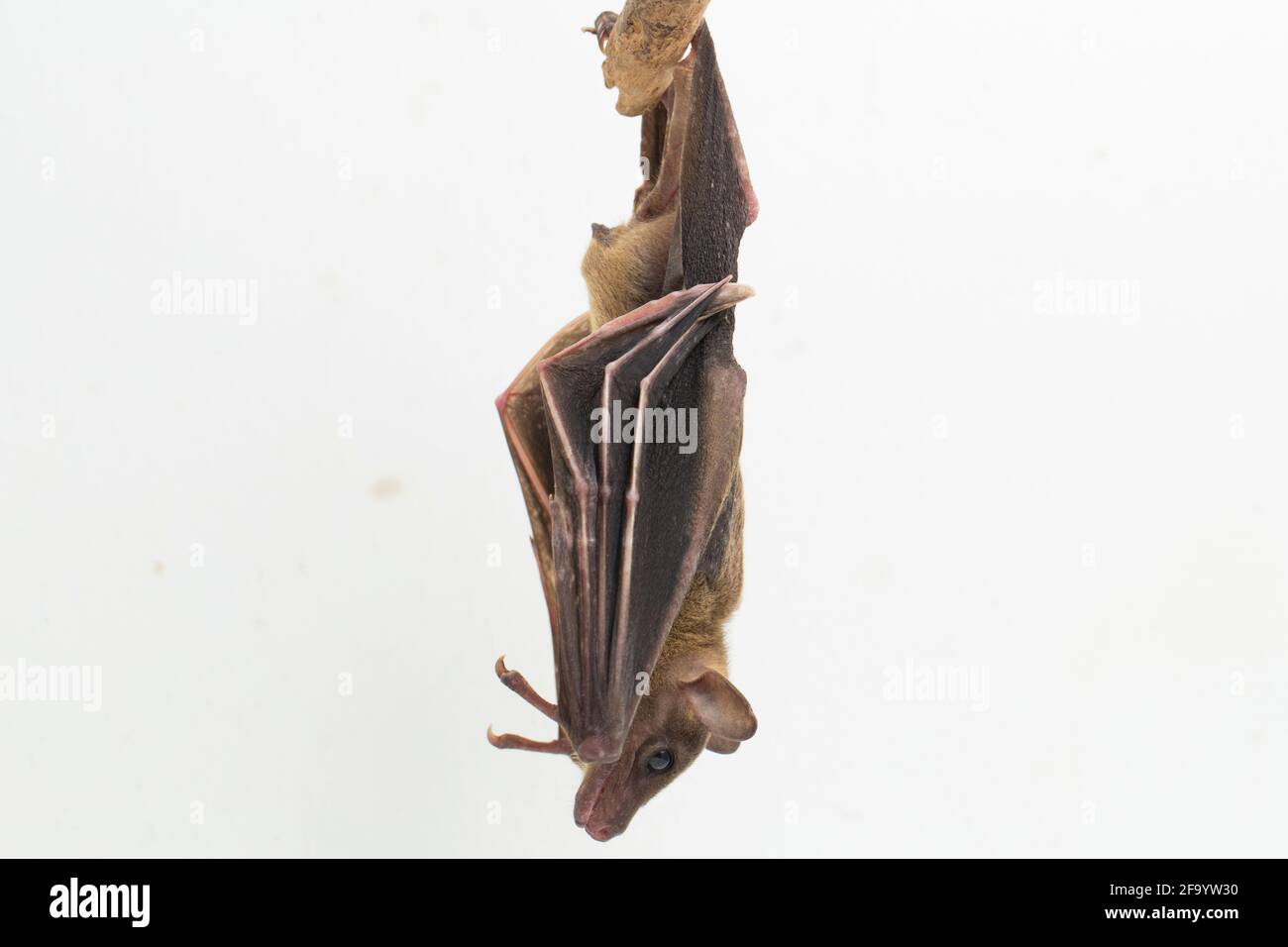 Indonesian Short-nosed Fruit Bat Cynopterus titthaecheilus isolated on ...