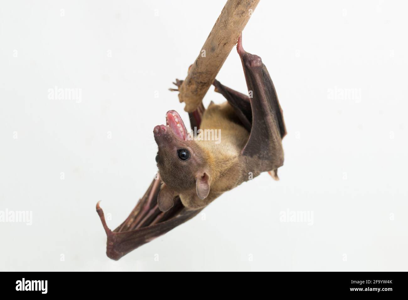 Indonesian Short-nosed Fruit Bat Cynopterus titthaecheilus isolated on ...