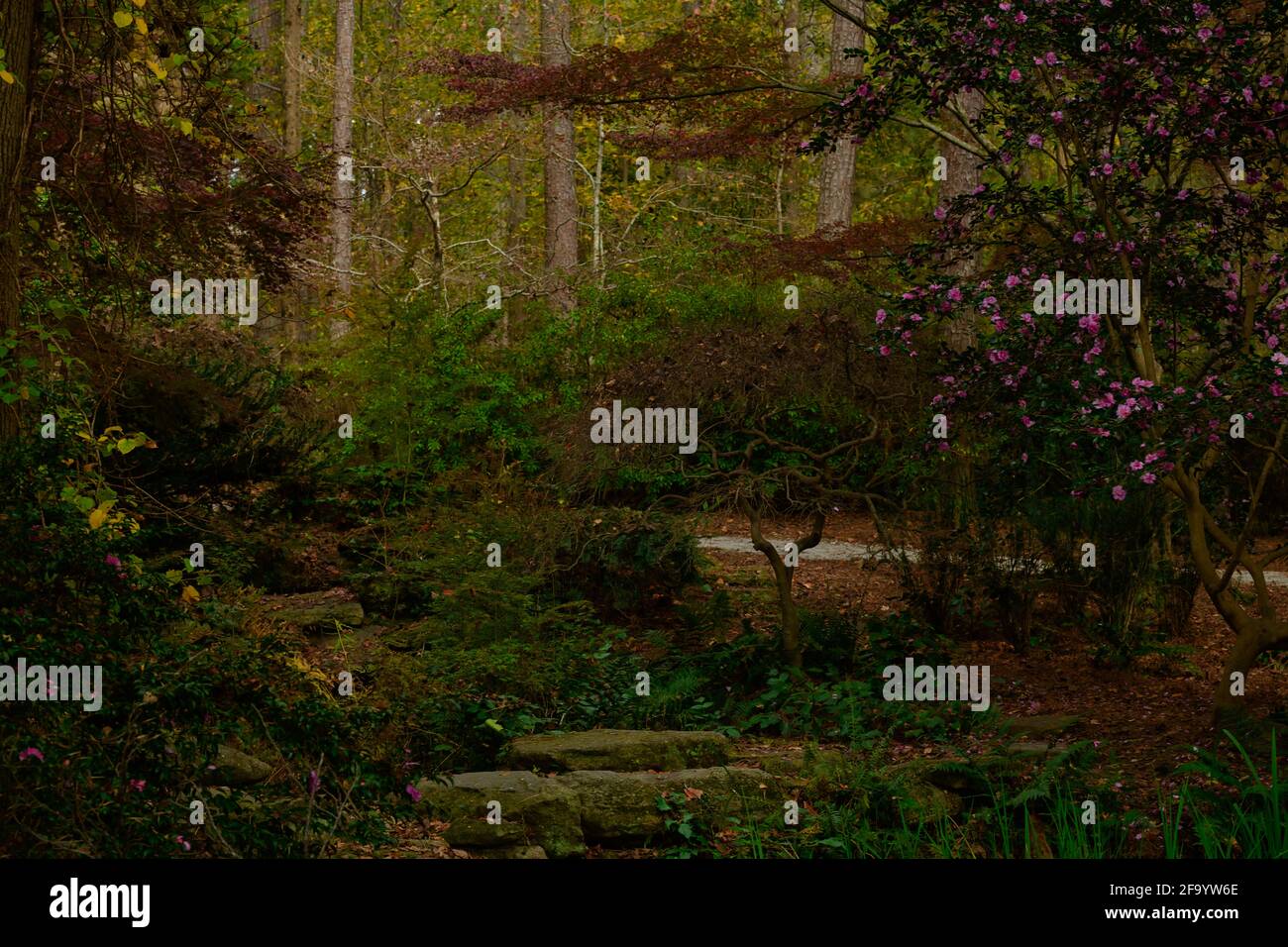 Landscape of a dark forest covered in greenery and flower bushes ...
