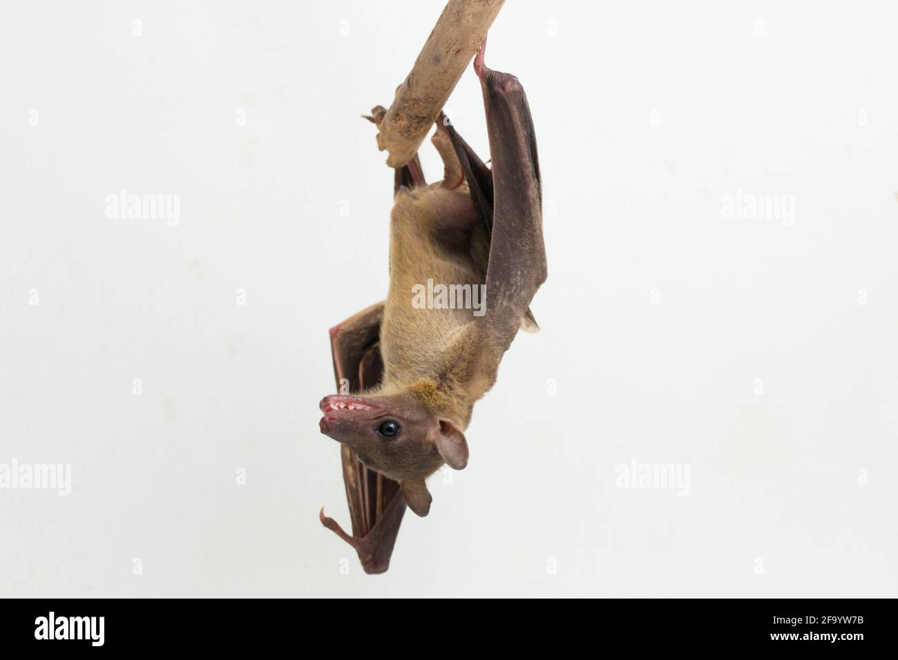 Indonesian Short-nosed Fruit Bat Cynopterus titthaecheilus isolated on ...
