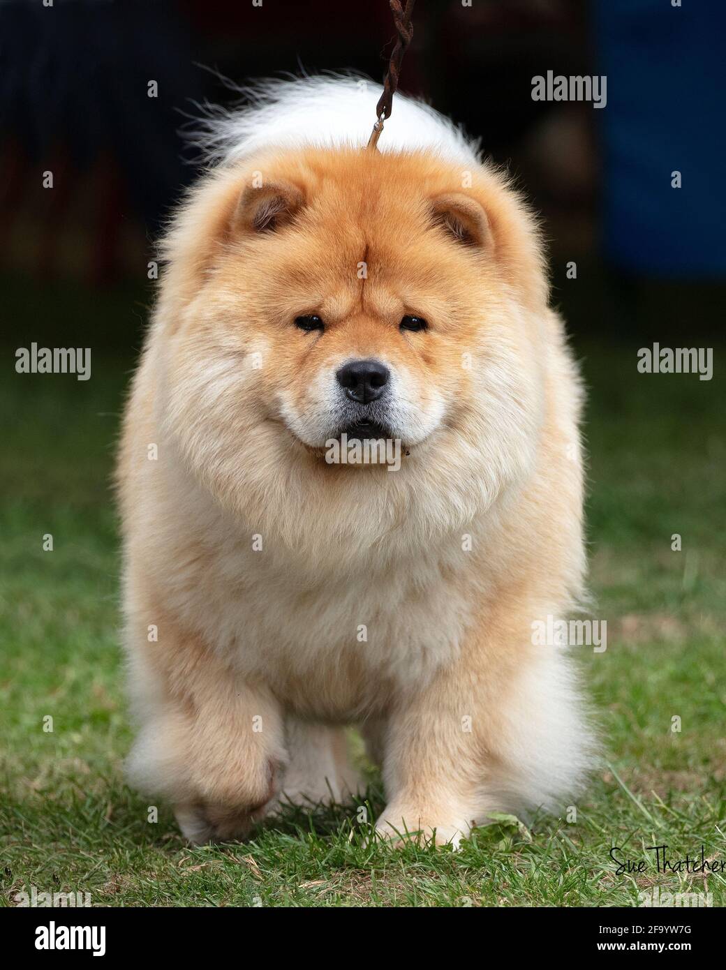Chinese Chow Chow Stock Photo - Alamy