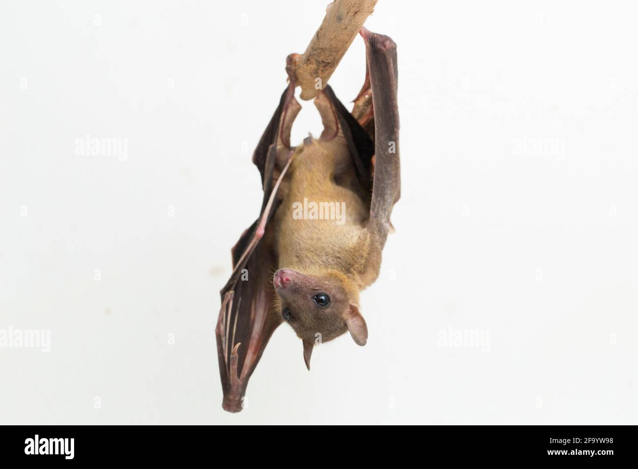 Indonesian Short-nosed Fruit Bat Cynopterus titthaecheilus isolated on ...