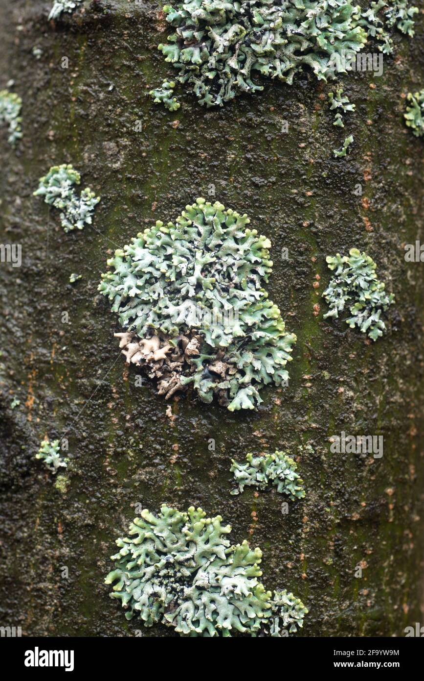 Hypogymnia physodes (monk's-hood lichen) lichen on tree branch in ...