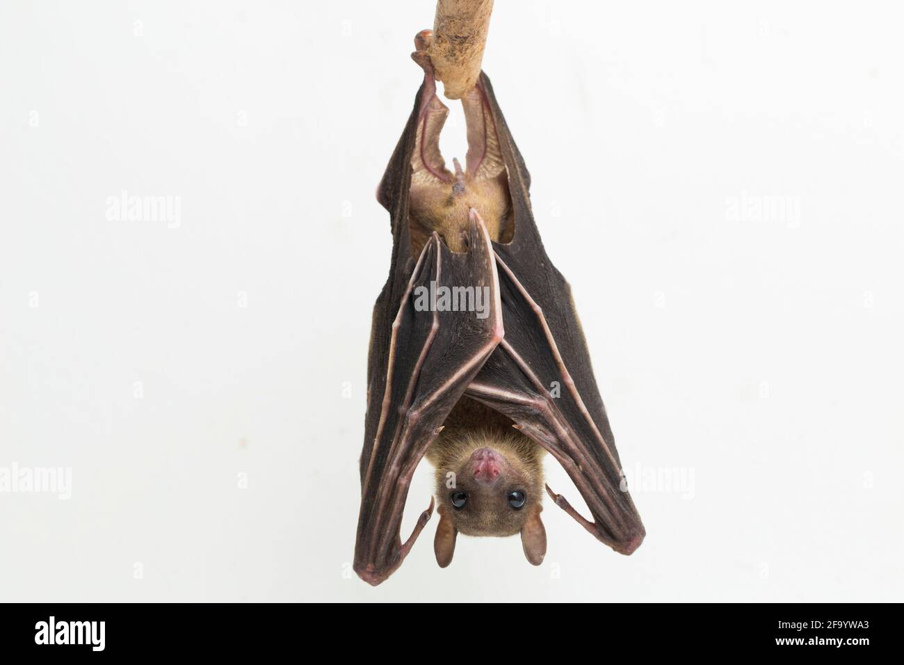 Indonesian Short-nosed Fruit Bat Cynopterus titthaecheilus isolated on ...