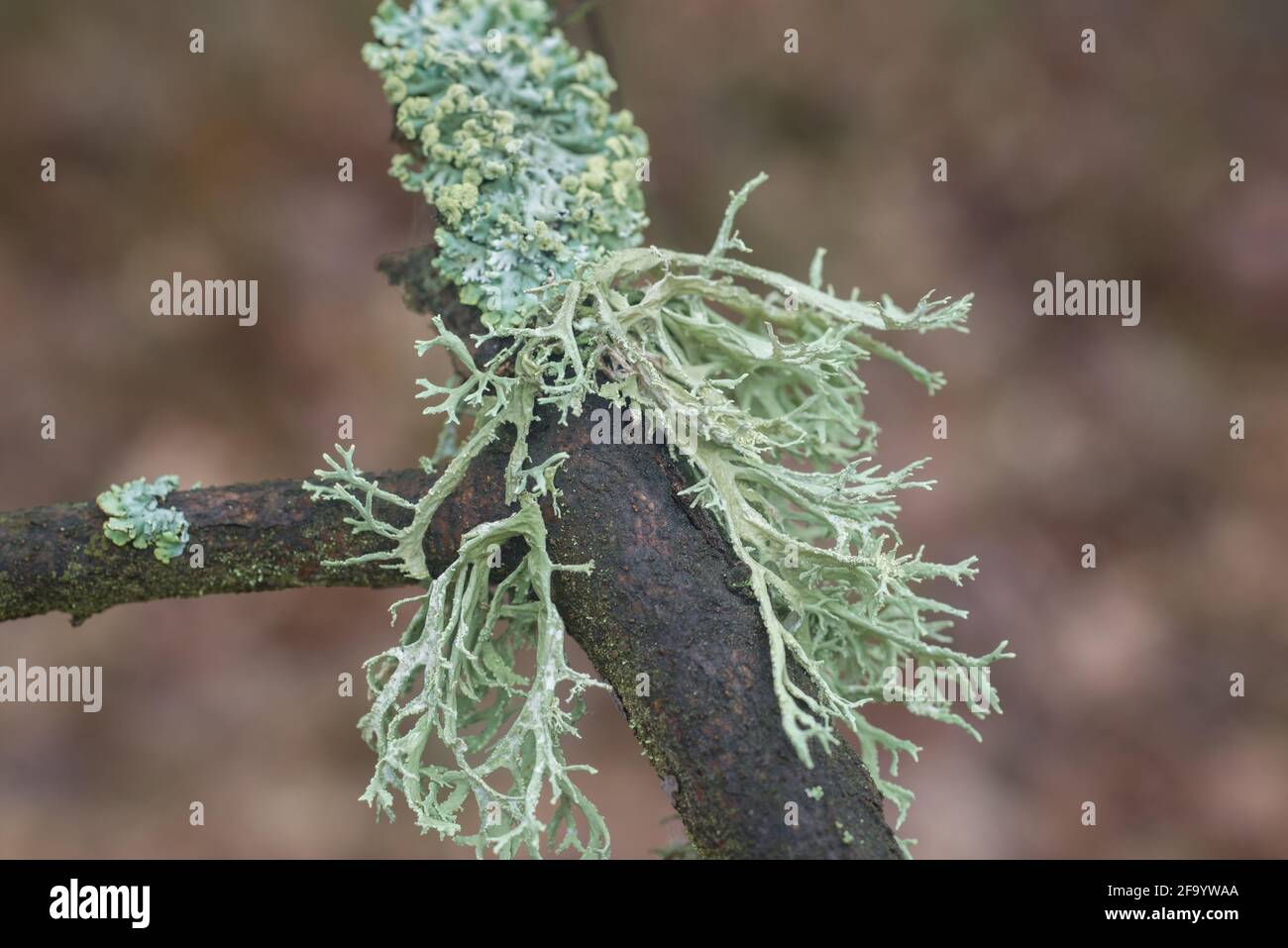 Lichens on tree hi-res stock photography and images - Alamy