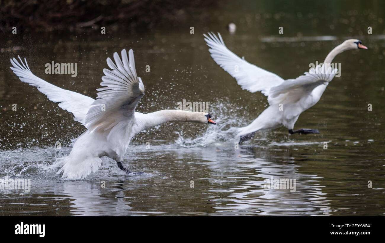 An adult cob swan chases an adolescent swan out of its territory Stock ...