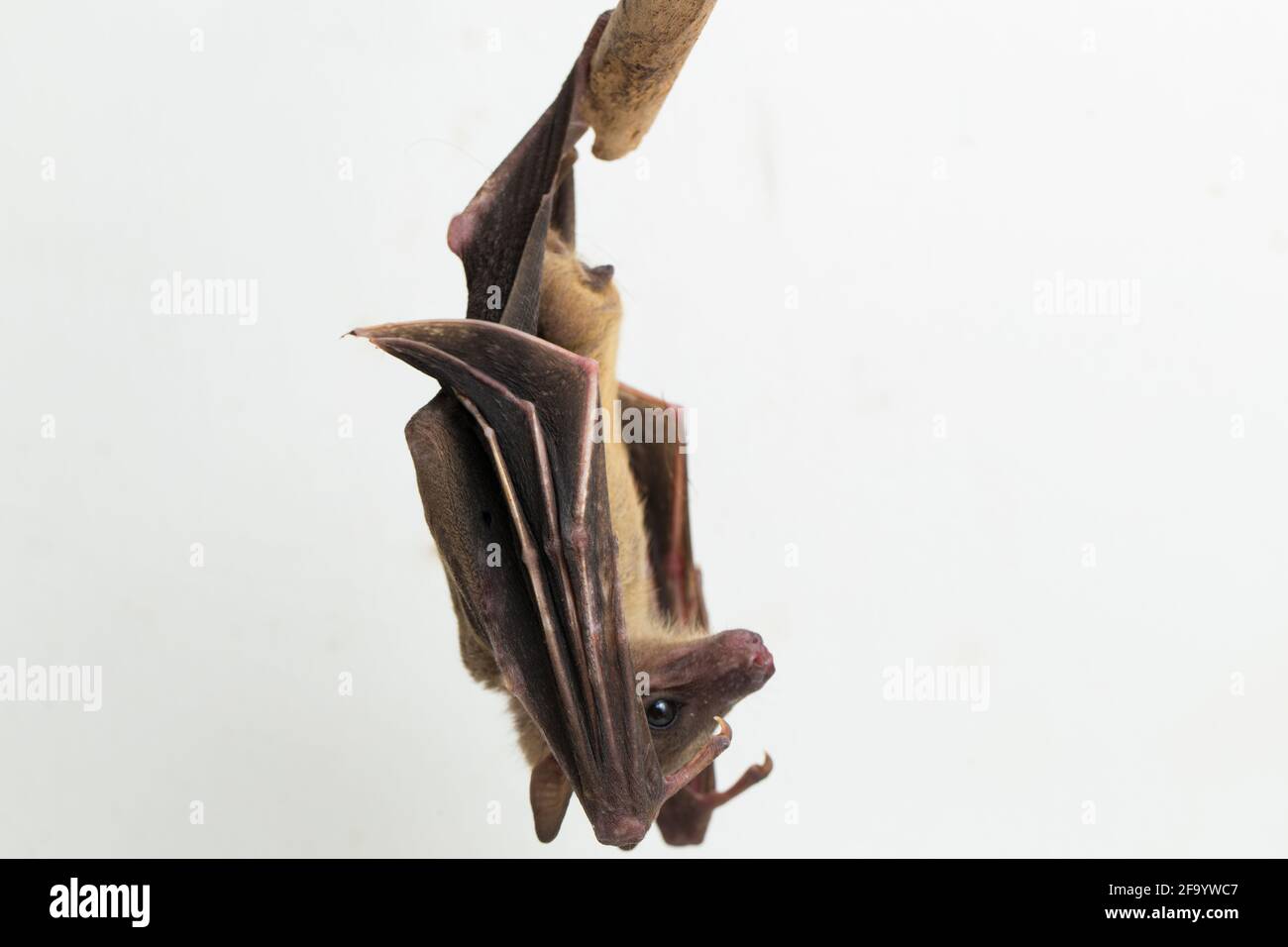 Indonesian Short-nosed Fruit Bat Cynopterus titthaecheilus isolated on ...