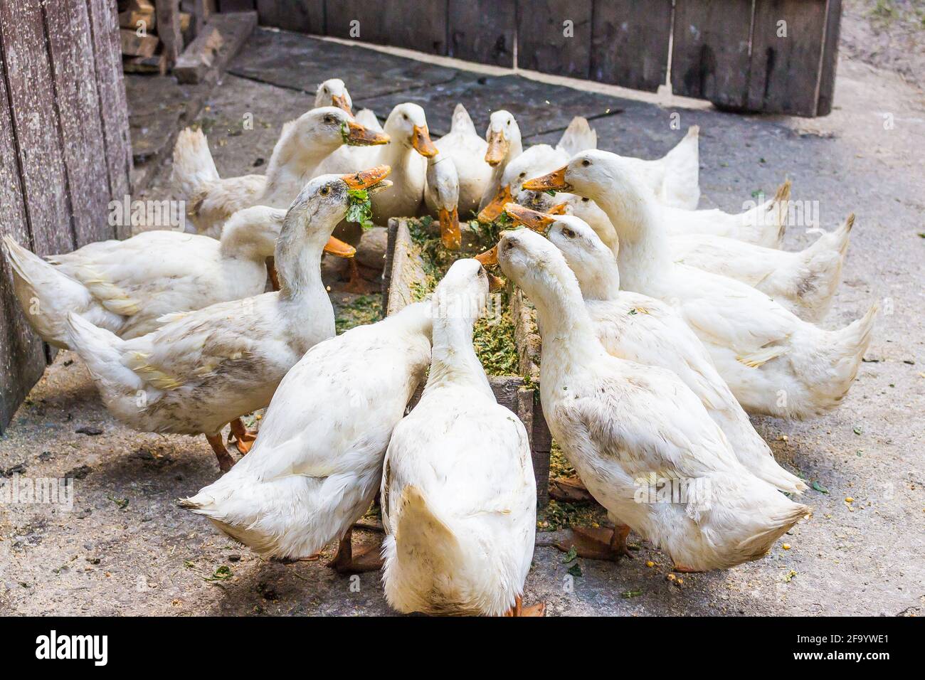 Domestic white ducks (American Pekin) eating on the farmland Stock ...