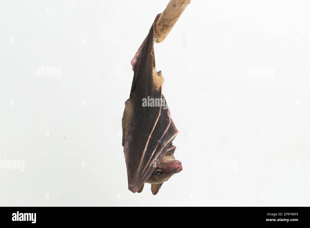 Indonesian Short-nosed Fruit Bat Cynopterus titthaecheilus isolated on ...