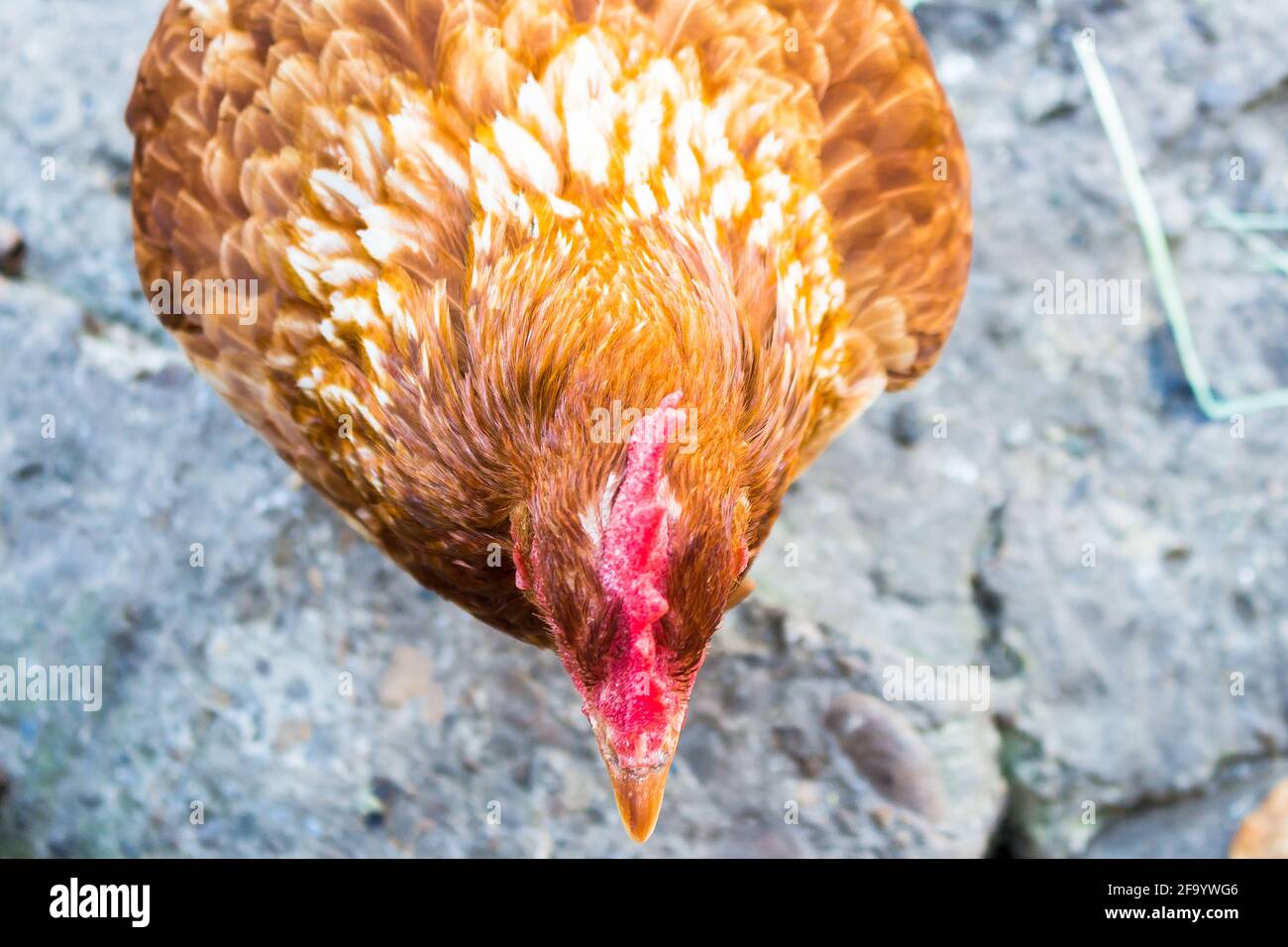Chicken crow hi-res stock photography and images - Alamy
