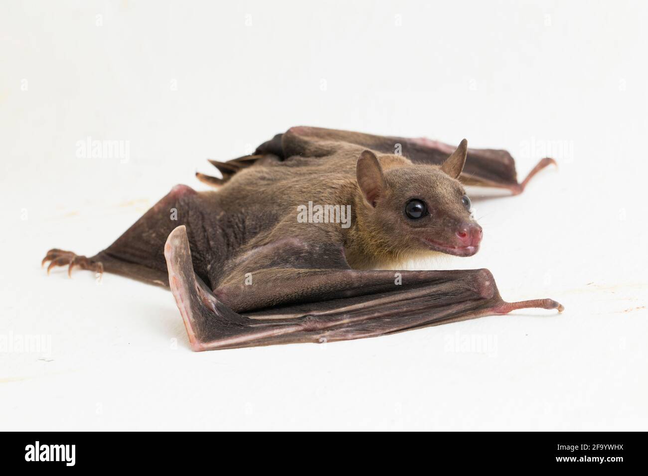 Indonesian Short-nosed Fruit Bat Cynopterus titthaecheilus isolated on ...