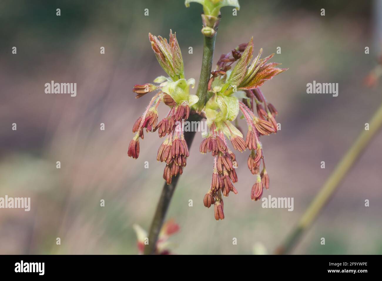 Box elder tree hi-res stock photography and images - Alamy
