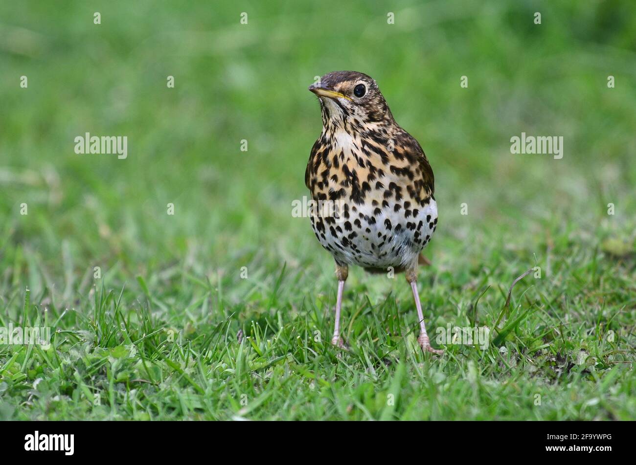 Adult song thrush foraging in grass Stock Photo - Alamy