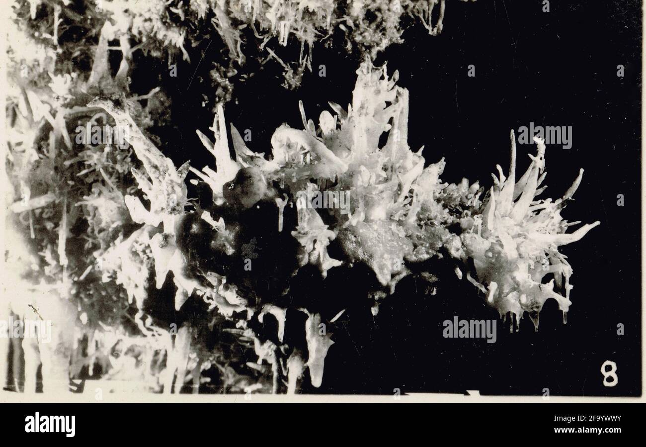 The Coral reef, Grand-Roc cave, vintage touristic photography, Les ...