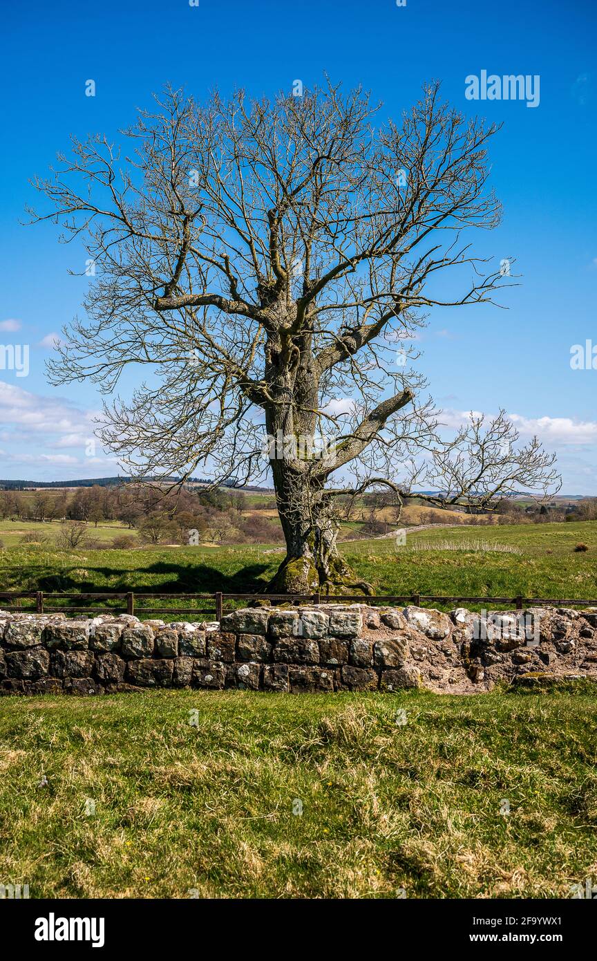 Roman signal tower hi-res stock photography and images - Alamy